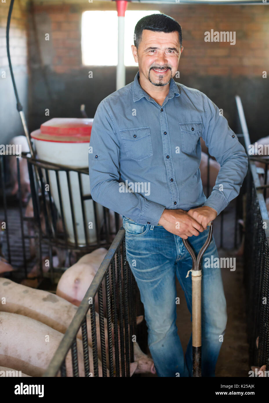 Mature man working on animal farm and standing with pigs in the hangar ...