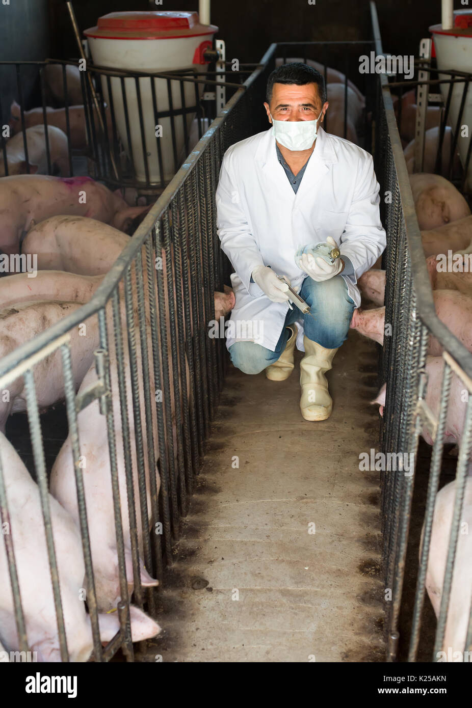 Piglet injection hi-res stock photography and images - Alamy