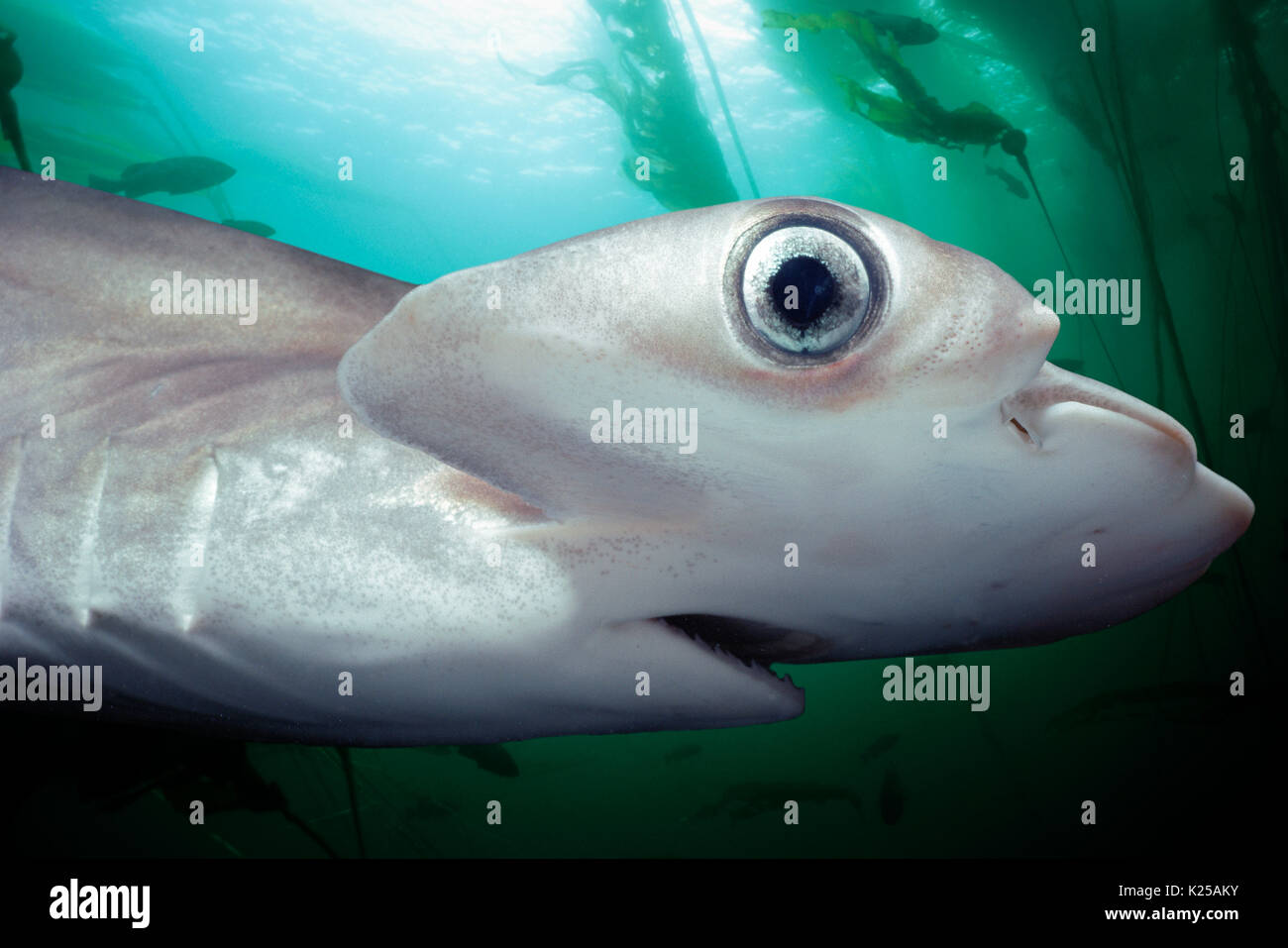 Scalloped hammerhead shark juvenile hi-res stock photography and images ...