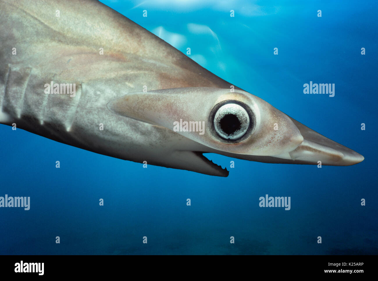 Eye of Juvenile Scalloped Hammerhead Shark (Sphyrna lewini), Kane'ohe ...