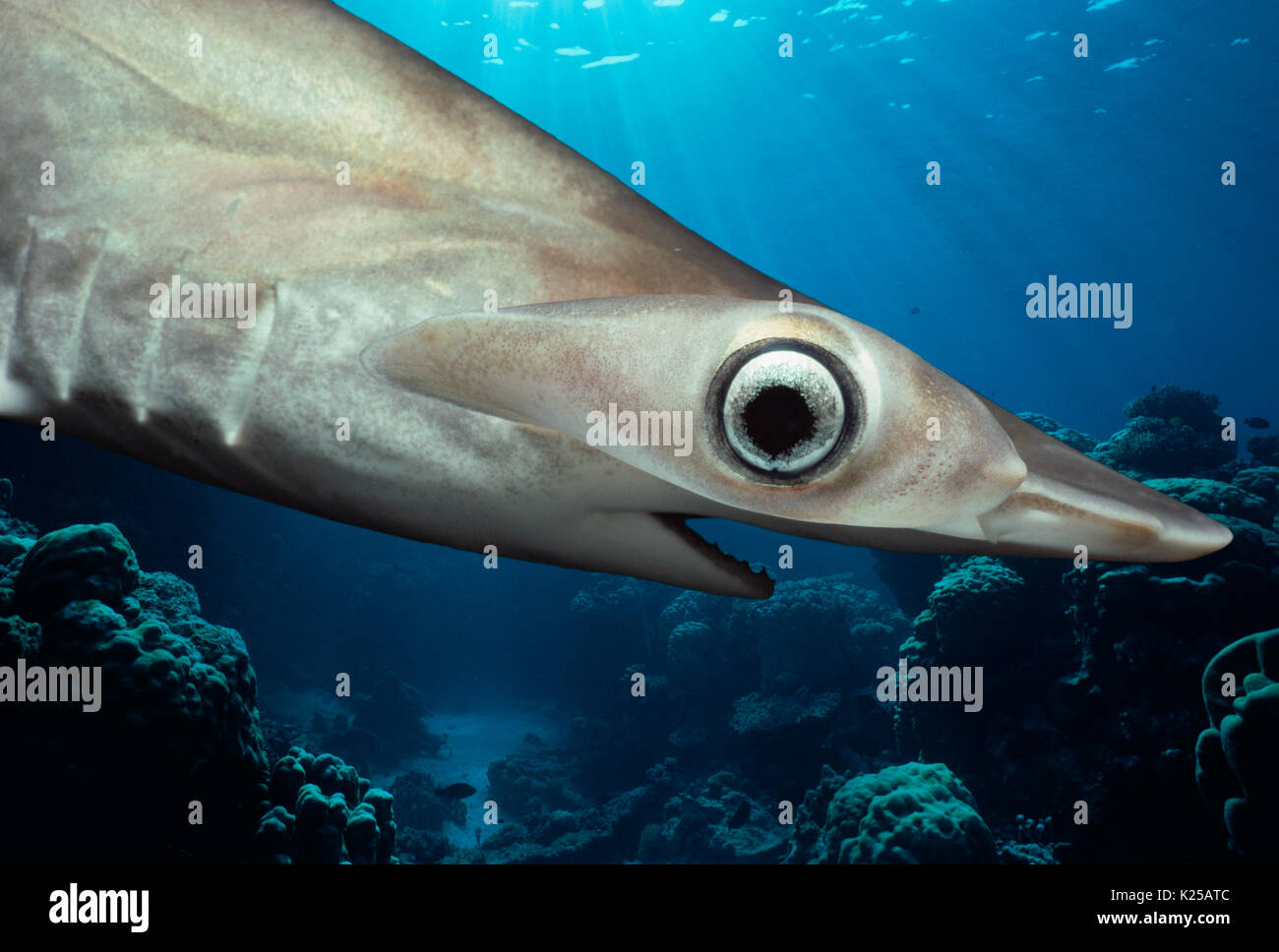 Hammerhead Shark Eyes