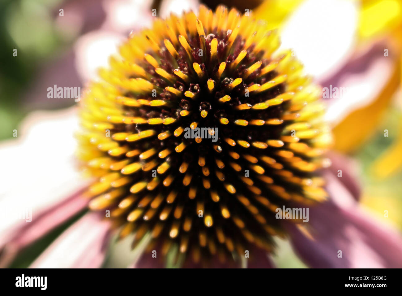 Beautiful round spring flower hi-res stock photography and images - Alamy