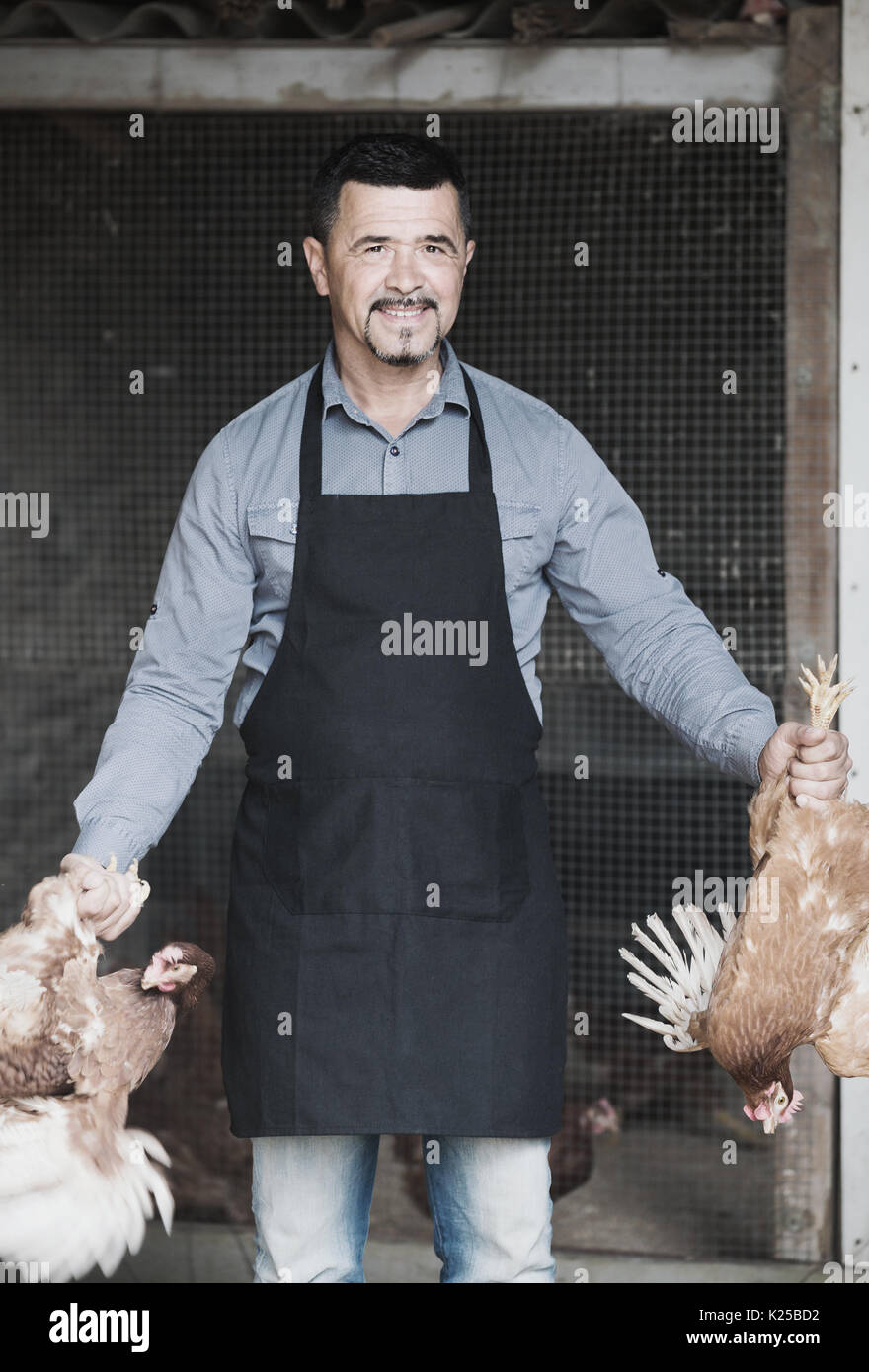Happy man farmer in apron holding two chickens for legs on poultry farm ...
