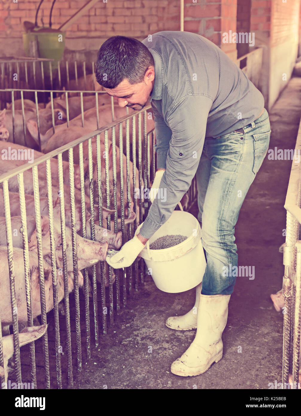 Portrait of male farmer feeding domestic pigs with all-mash forage on ...
