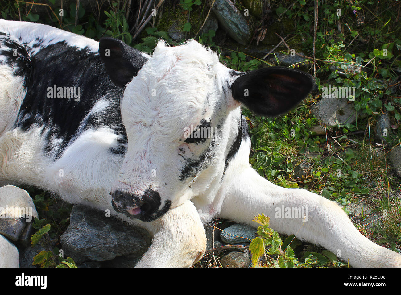 Calf lying on grass hi-res stock photography and images - Alamy