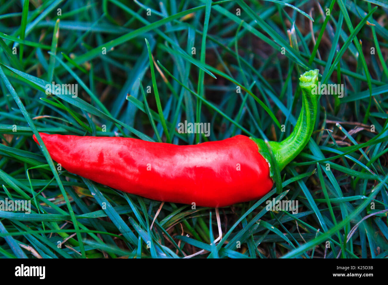 Burning pepper is on the grass Stock Photo - Alamy