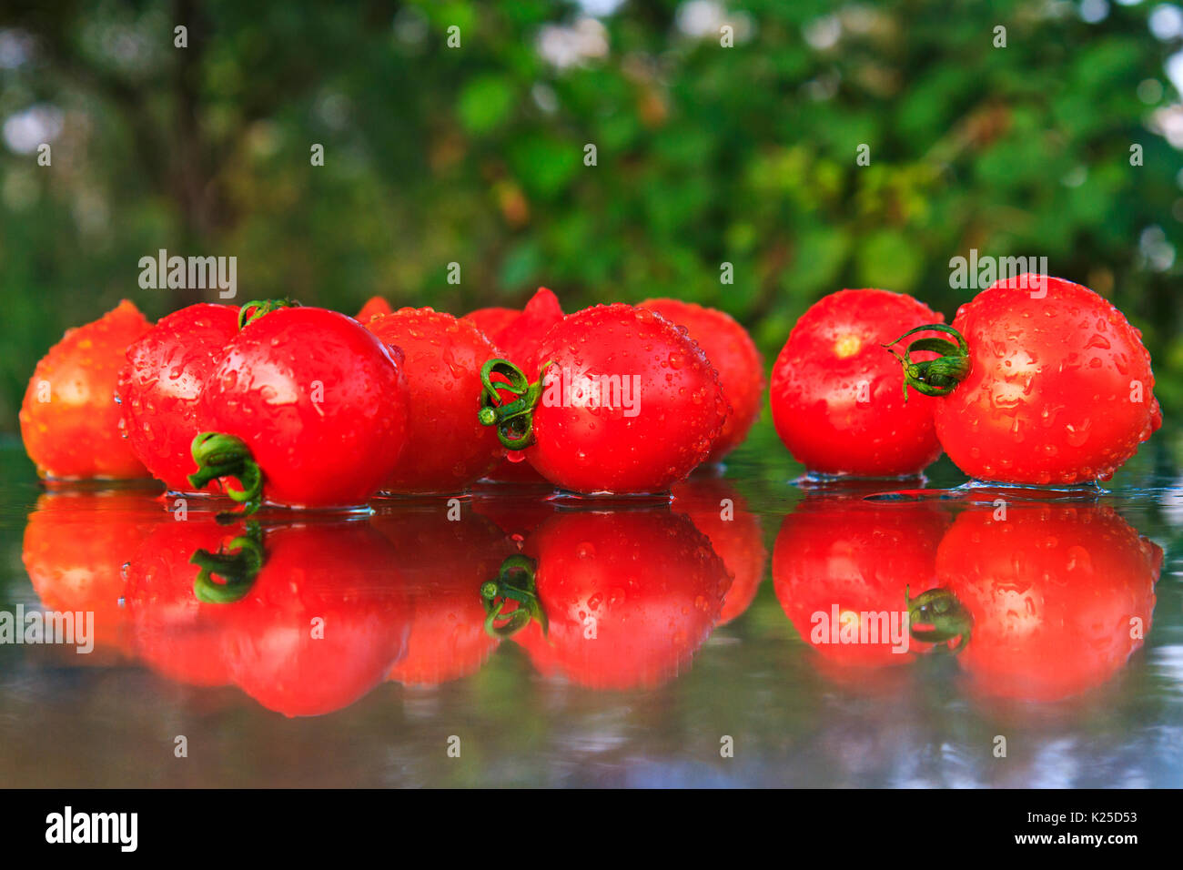 Tomatoes with reflection and drops of dew Stock Photo - Alamy