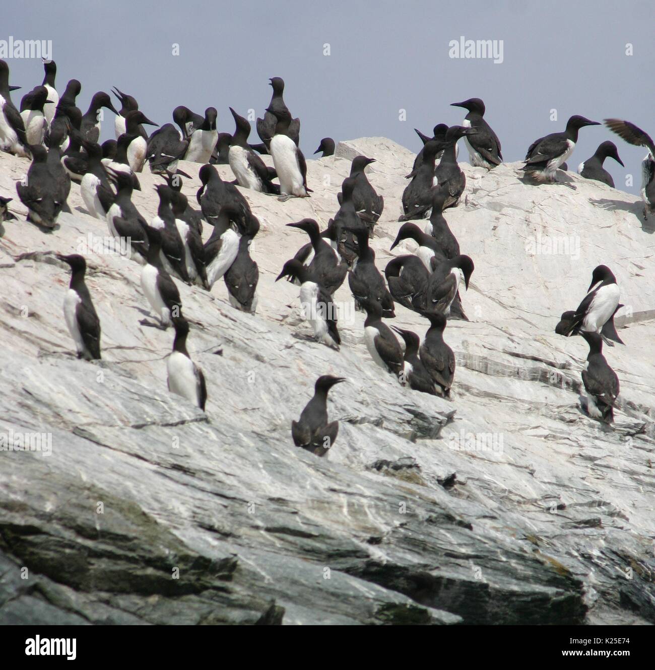 A flock of common murre birds gather on a sea stack rock formation ...