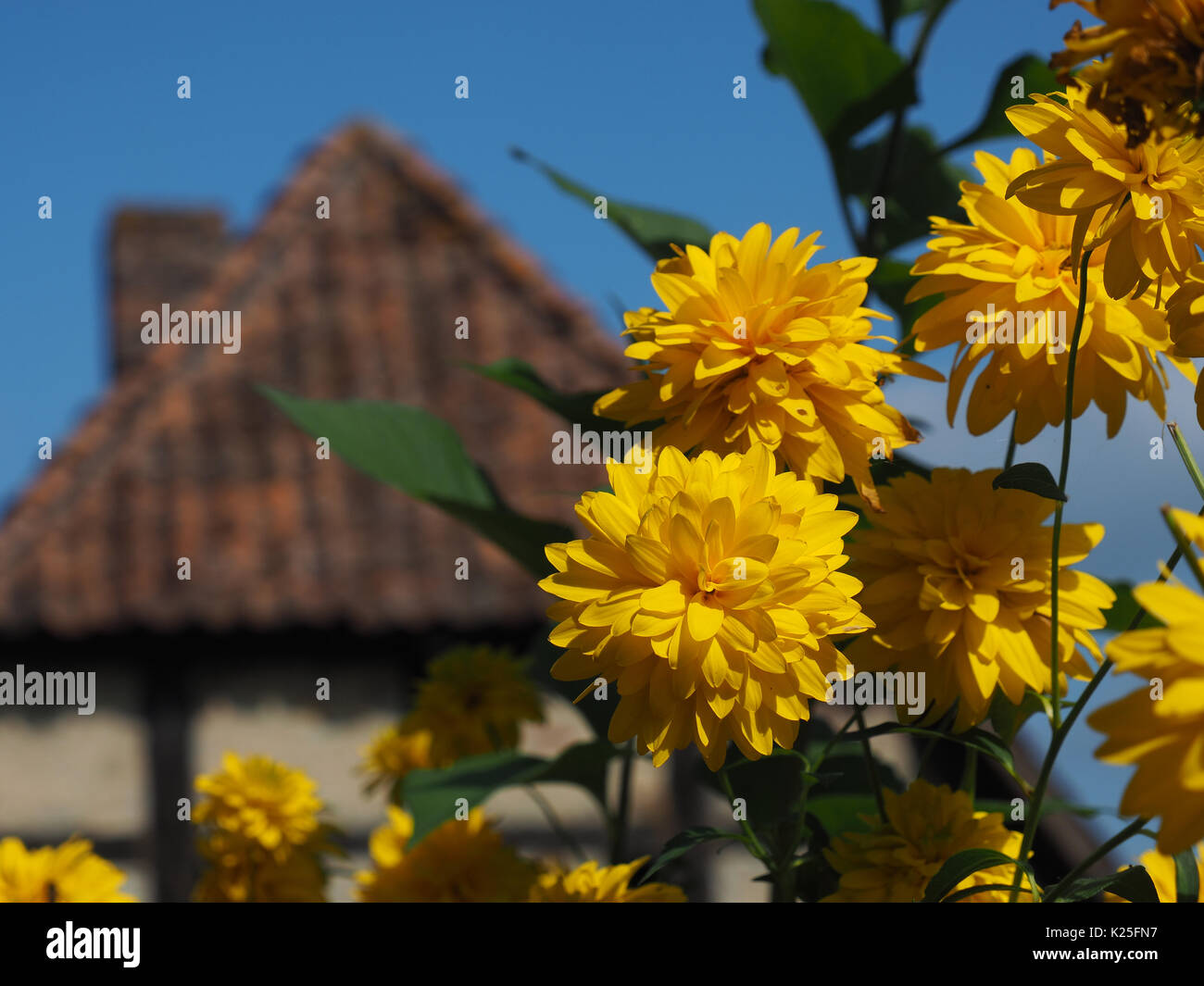Beautiful yellow summer flowers infront of an old German half-timbered ...