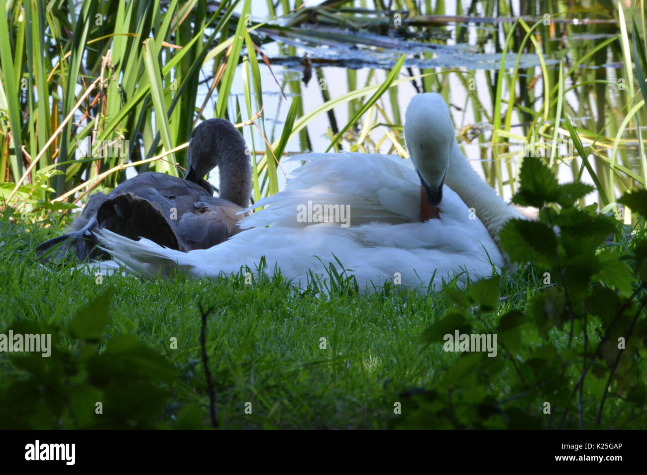Shuckburgh hall hi-res stock photography and images - Alamy