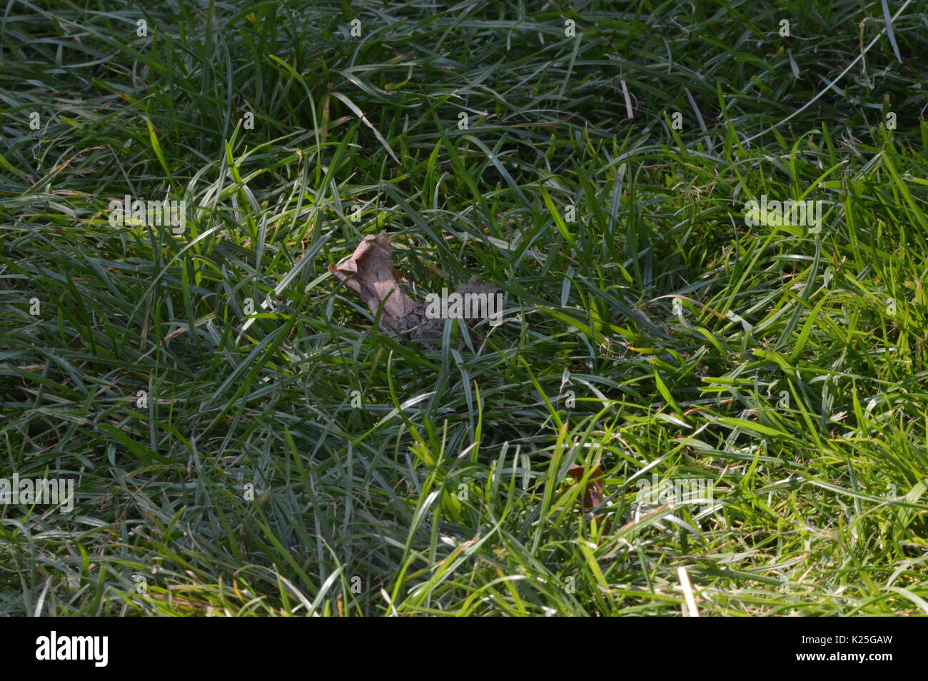 Shuckburgh hall hi-res stock photography and images - Alamy