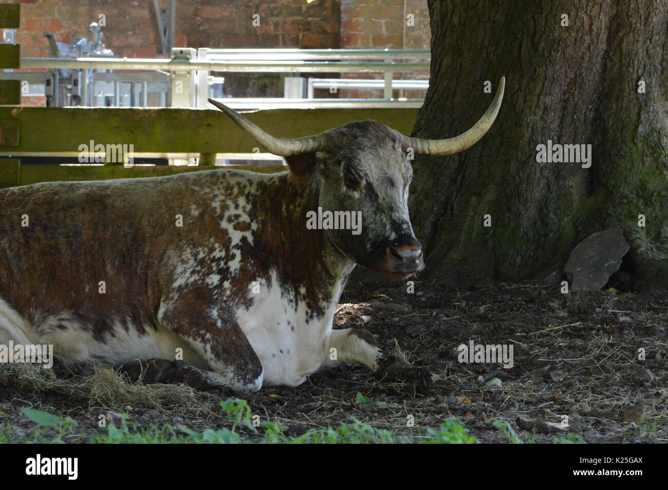 Shuckburgh hall hi-res stock photography and images - Alamy