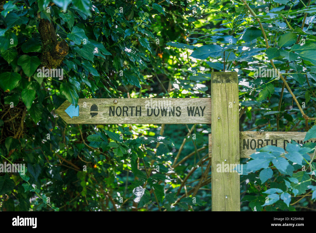 Wooden fingerpost sign for the North Downs Way in Compton, a village ...
