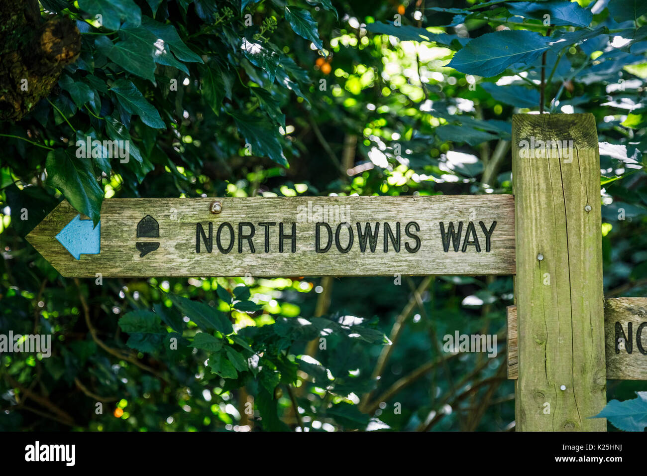 Wooden fingerpost sign for the North Downs Way in woodland in Compton ...