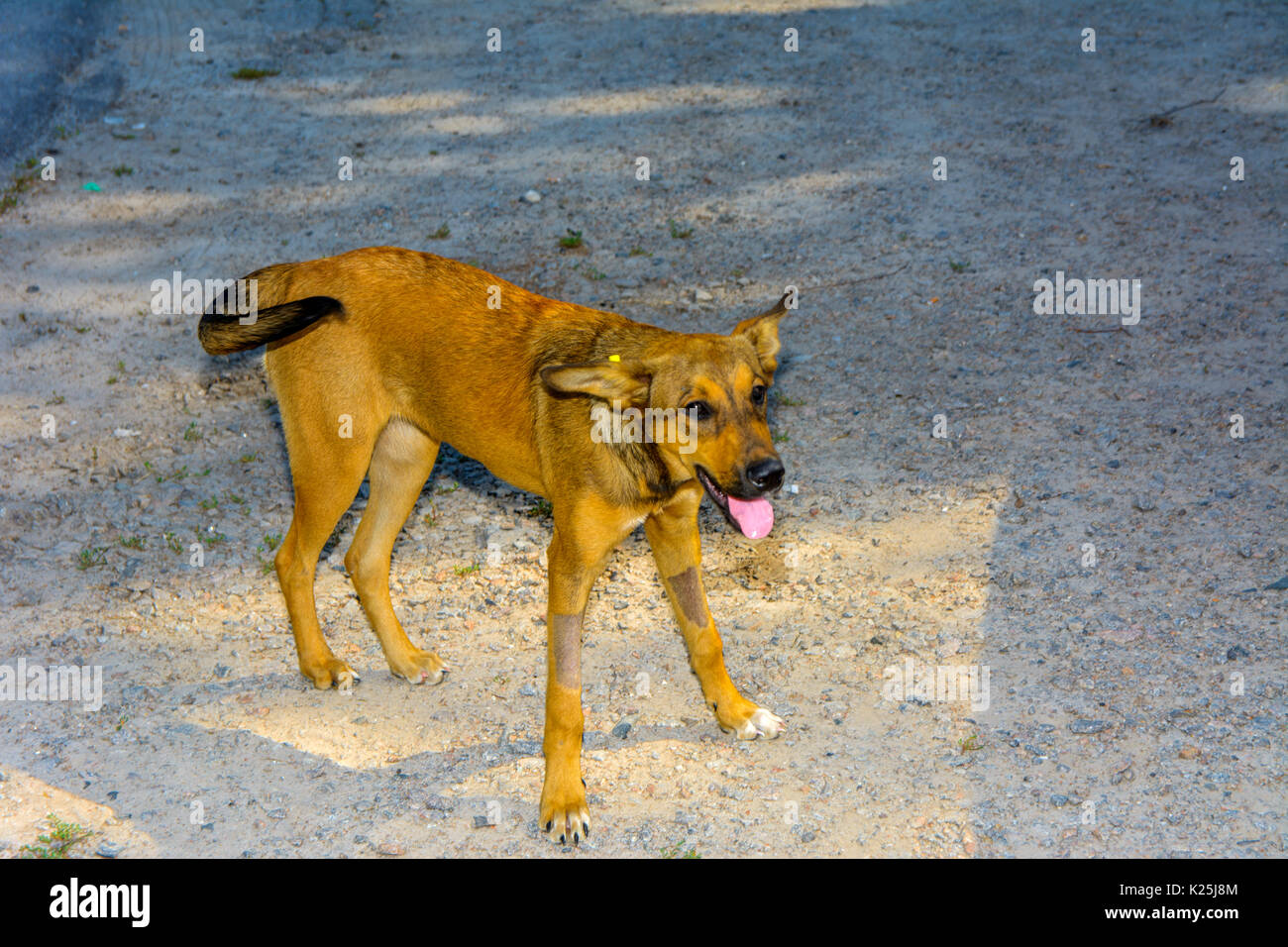 American volunteers sterilized domestic dogs in a dead radioactive zone ...