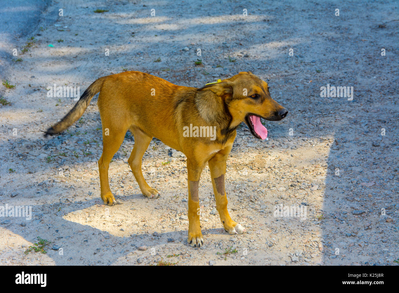 American volunteers sterilized domestic dogs in a dead radioactive zone ...