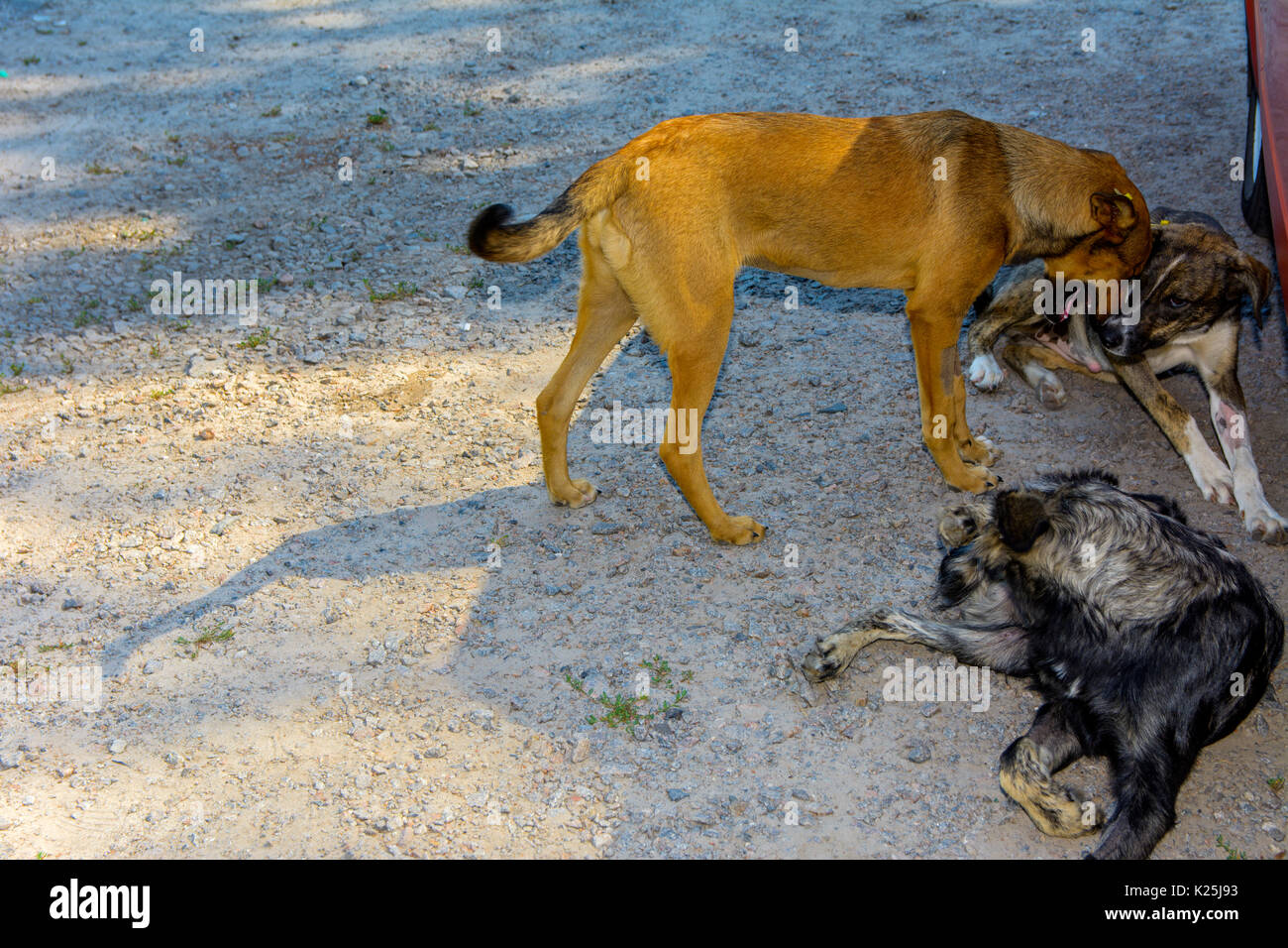 American volunteers sterilized domestic dogs in a dead radioactive zone ...