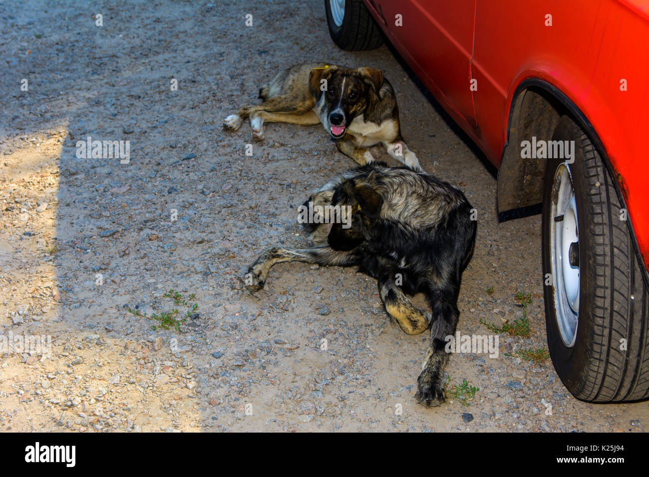 American volunteers sterilized domestic dogs in a dead radioactive zone ...