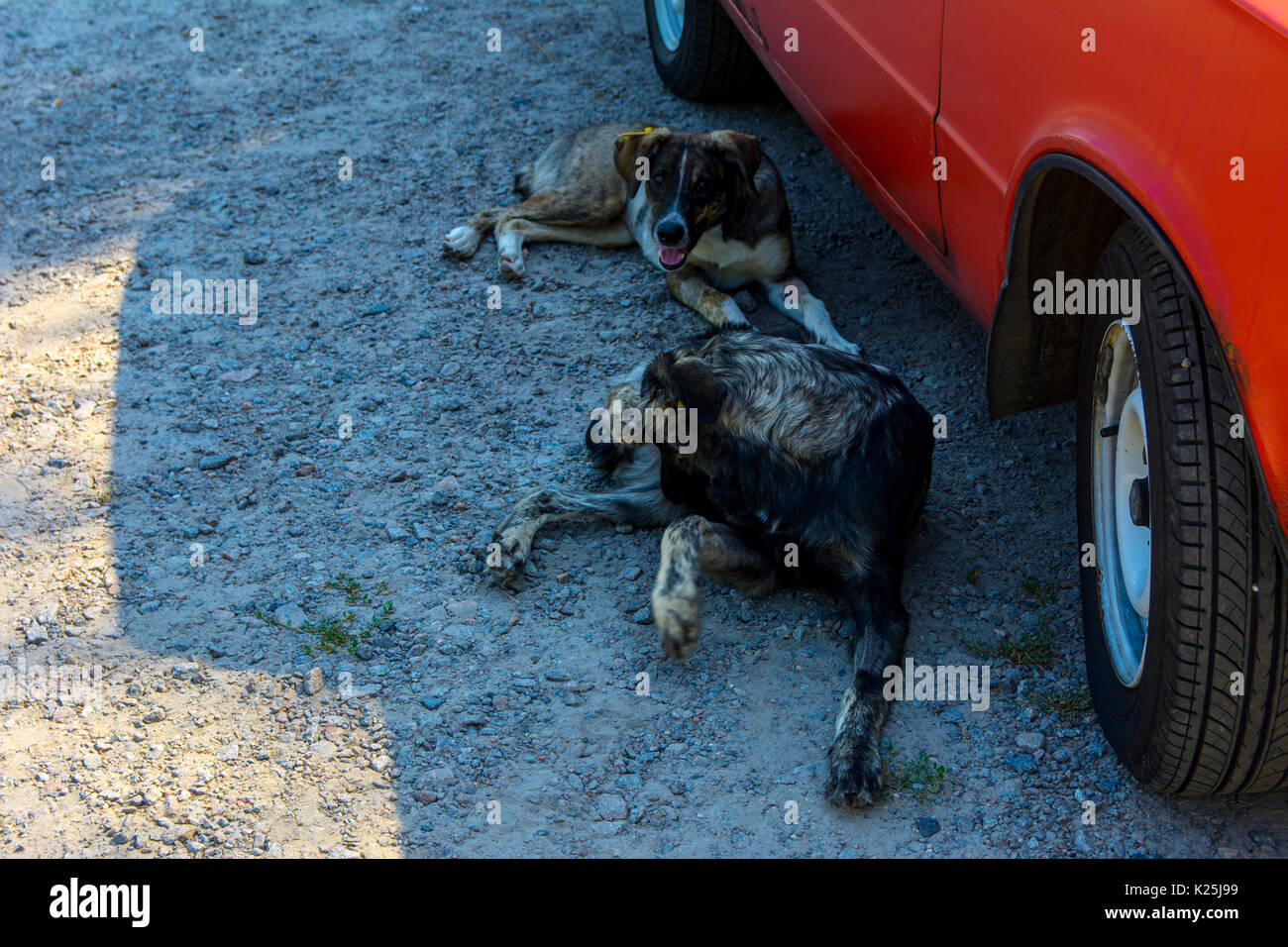 American volunteers sterilized domestic dogs in a dead radioactive zone ...