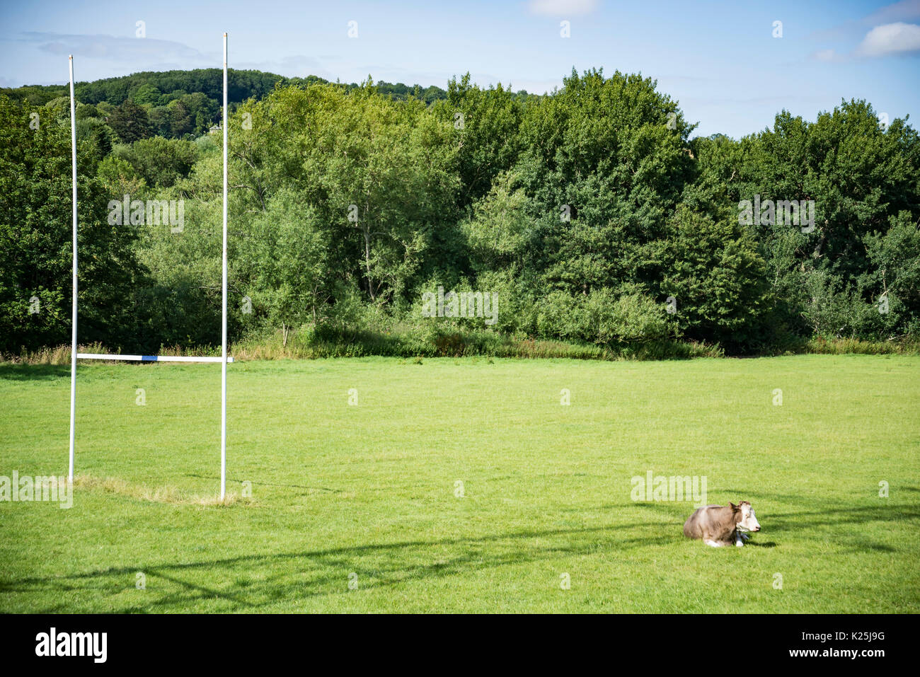 England field fauna hi-res stock photography and images - Alamy