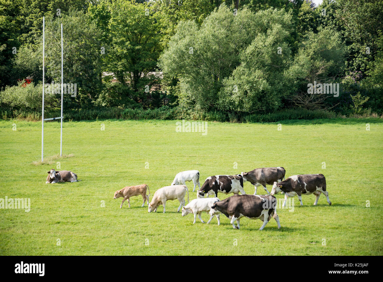 Landscape green nature hi-res stock photography and images - Alamy
