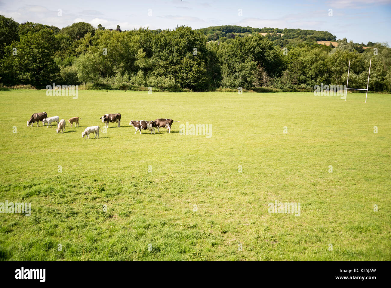 Green field with cow hi-res stock photography and images - Alamy