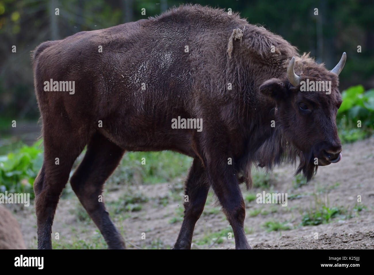 Eurpean bison on the forest sand European bison on the forest sand ...