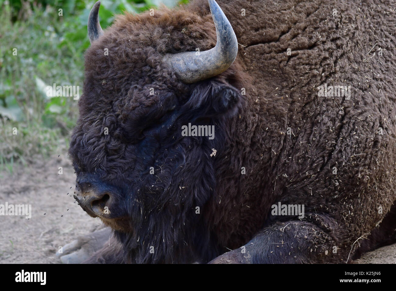 Eurpean bison on the forest sand European bison on the forest sand ...
