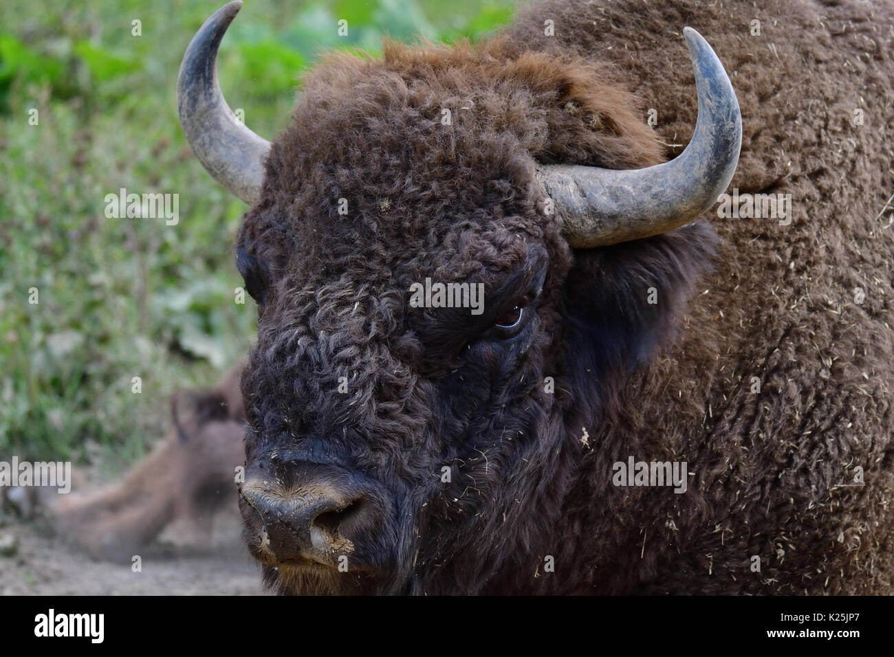 Eurpean bison on the forest sand European bison on the forest sand ...
