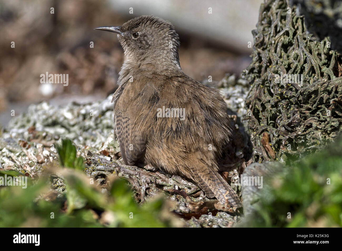 Cobb's or Southern House Wren Troglodyte aedon cobbi Carcass Island ...