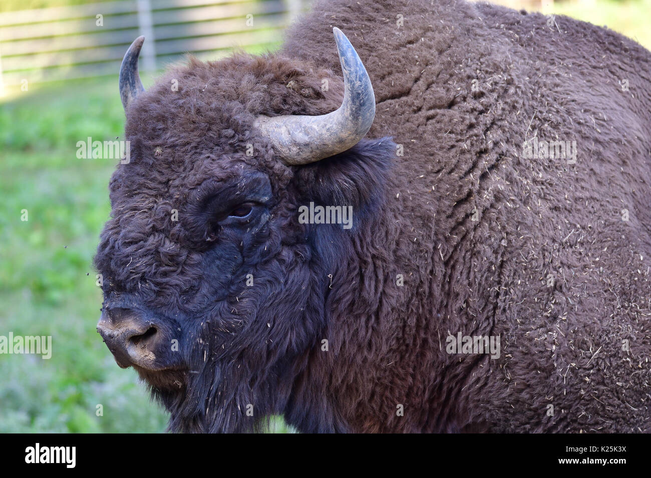 Eurpean bison on the forest sand European bison on the forest sand ...
