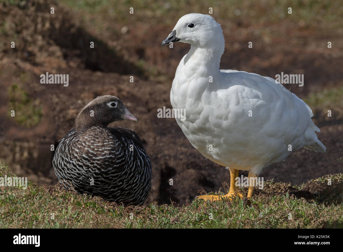 Male & Female Kelp Goose Chloephaga hybrida Carcass Island Falklands ...