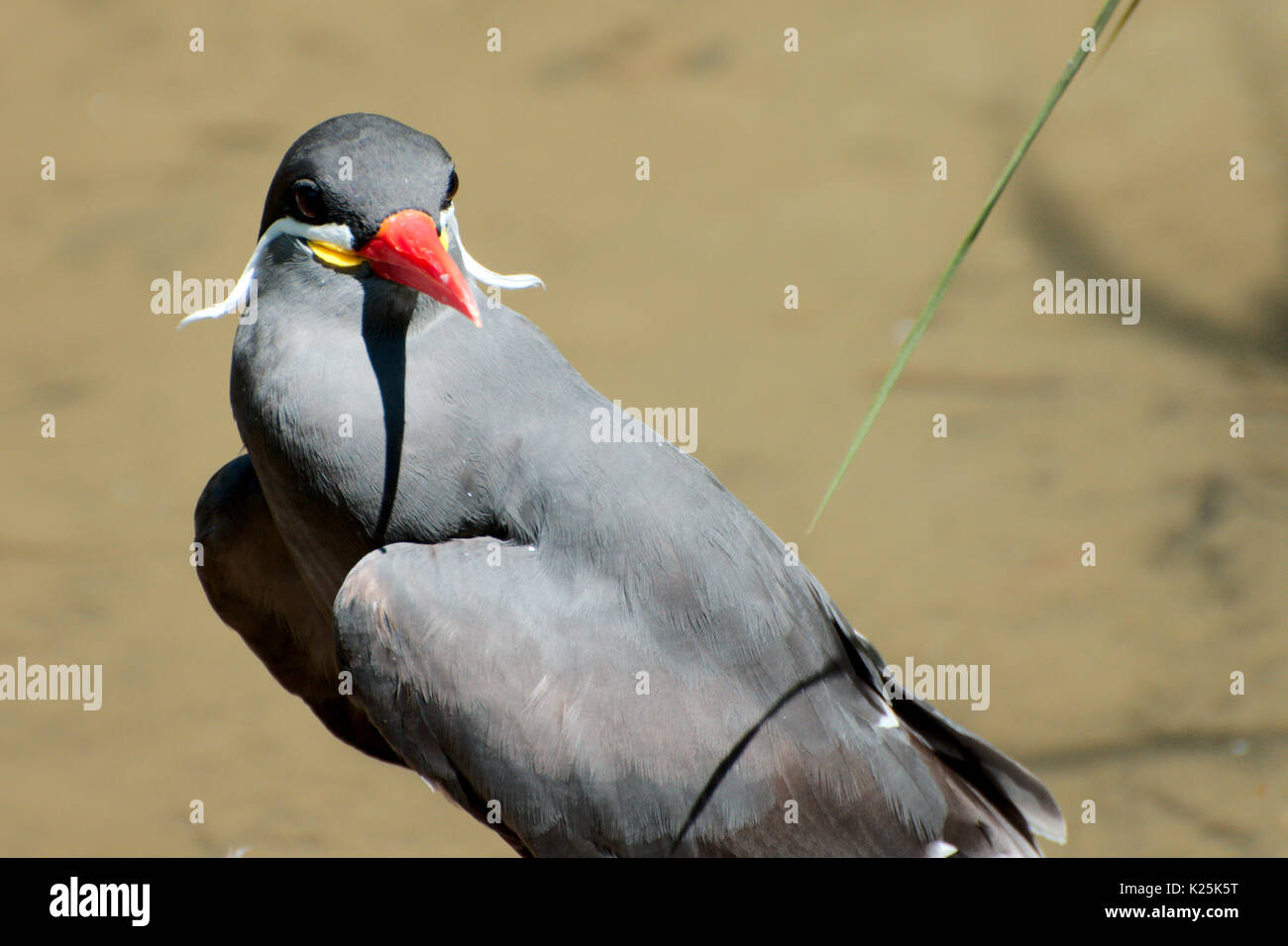 Single bird in summer Stock Photo - Alamy