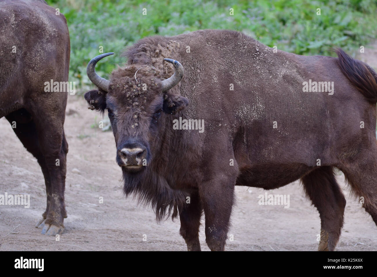 Eurpean bison on the forest sand European bison on the forest sand ...