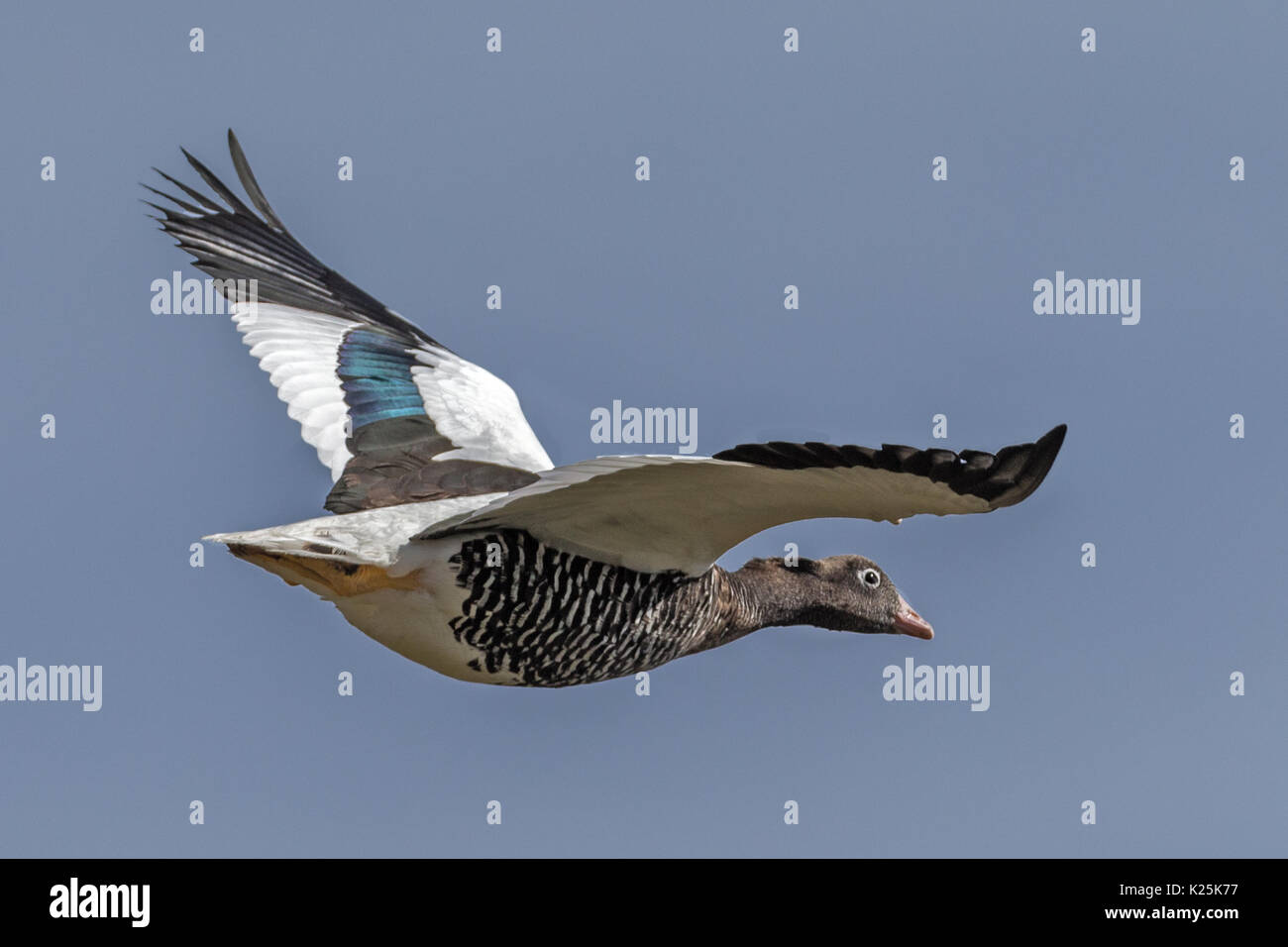 Female Kelp Goose Chloephaga hybrida Carcass Island Falklands Malvinas ...