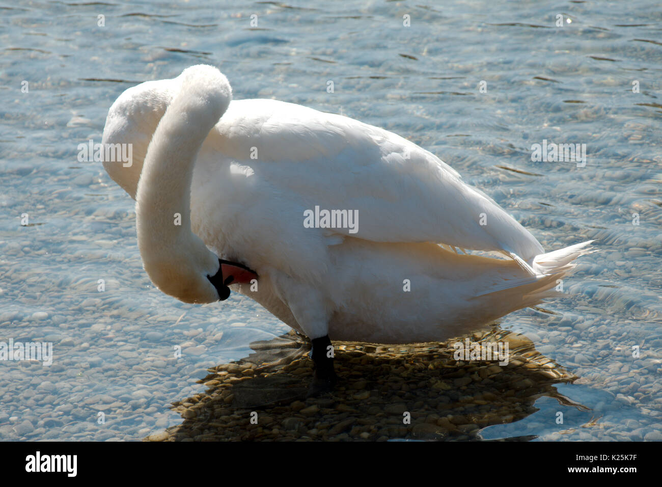 Single swan pruning itself Stock Photo - Alamy