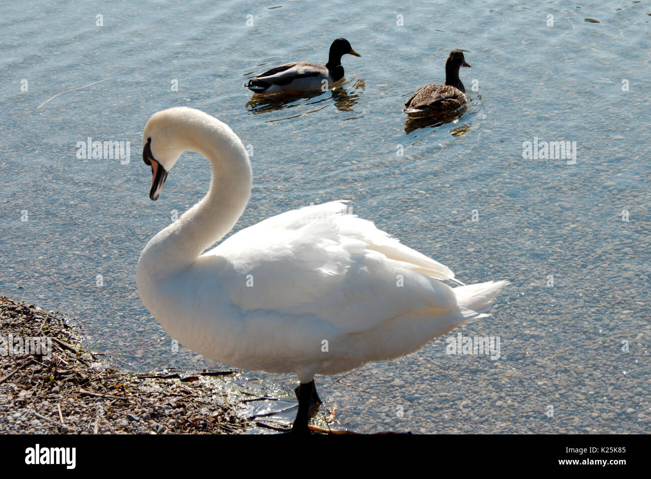 A swan and a duck hi-res stock photography and images - Alamy
