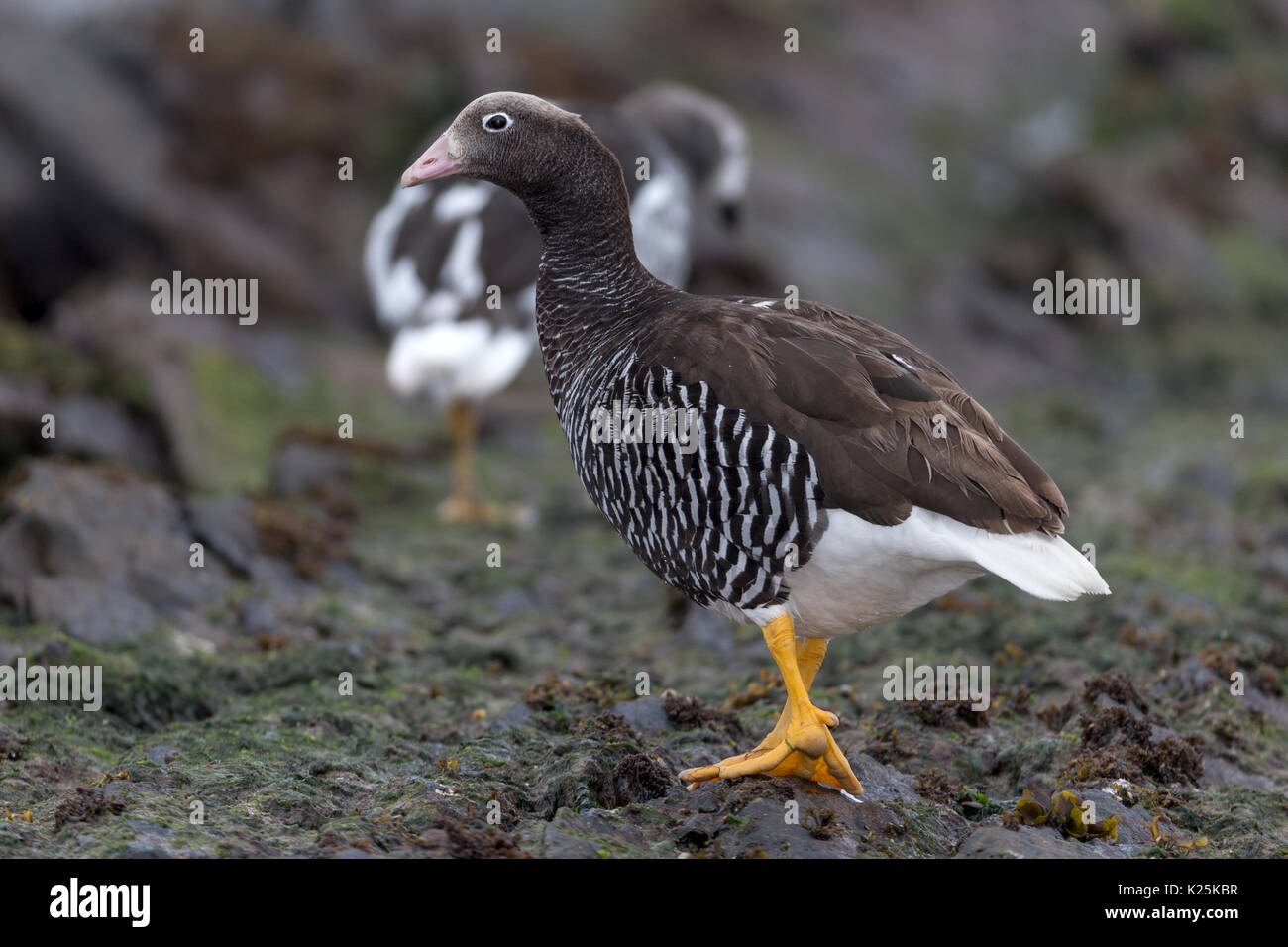 Female Kelp Goose Chloephaga hybrida Carcass Island Falklands Malvinas ...