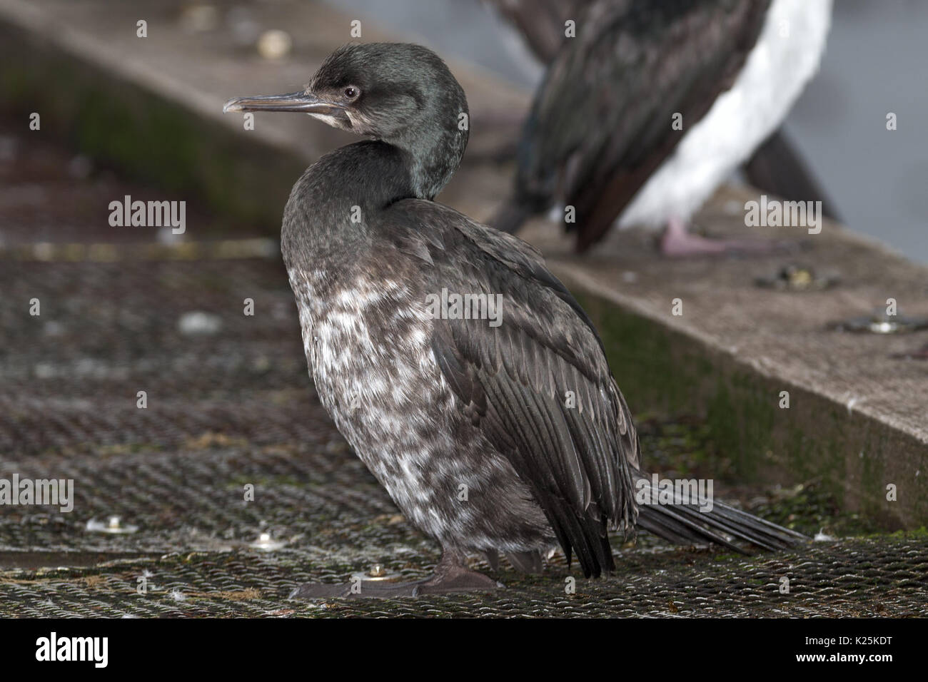 Rock Cormorant juvenile Phalacrocorax magellanicus Carcass Island ...