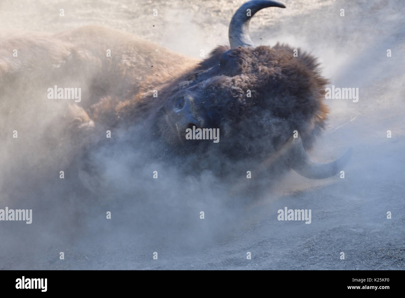 Eurpean bison on the forest sand European bison on the forest sand ...