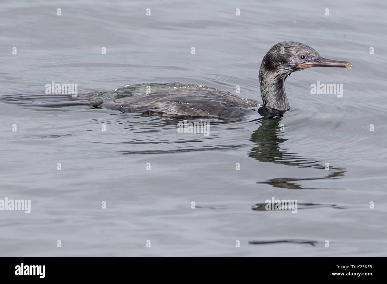 Juvenile Rock Cormorant Phalacrocorax magellanicus Carcass Island ...
