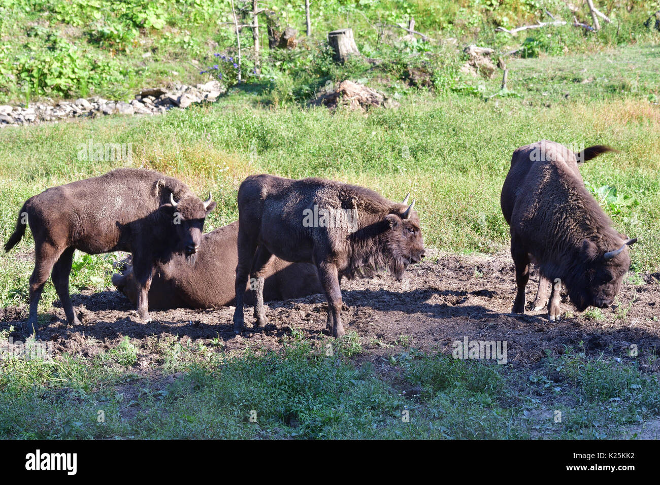 Eurpean bison on the forest sand European bison on the forest sand ...