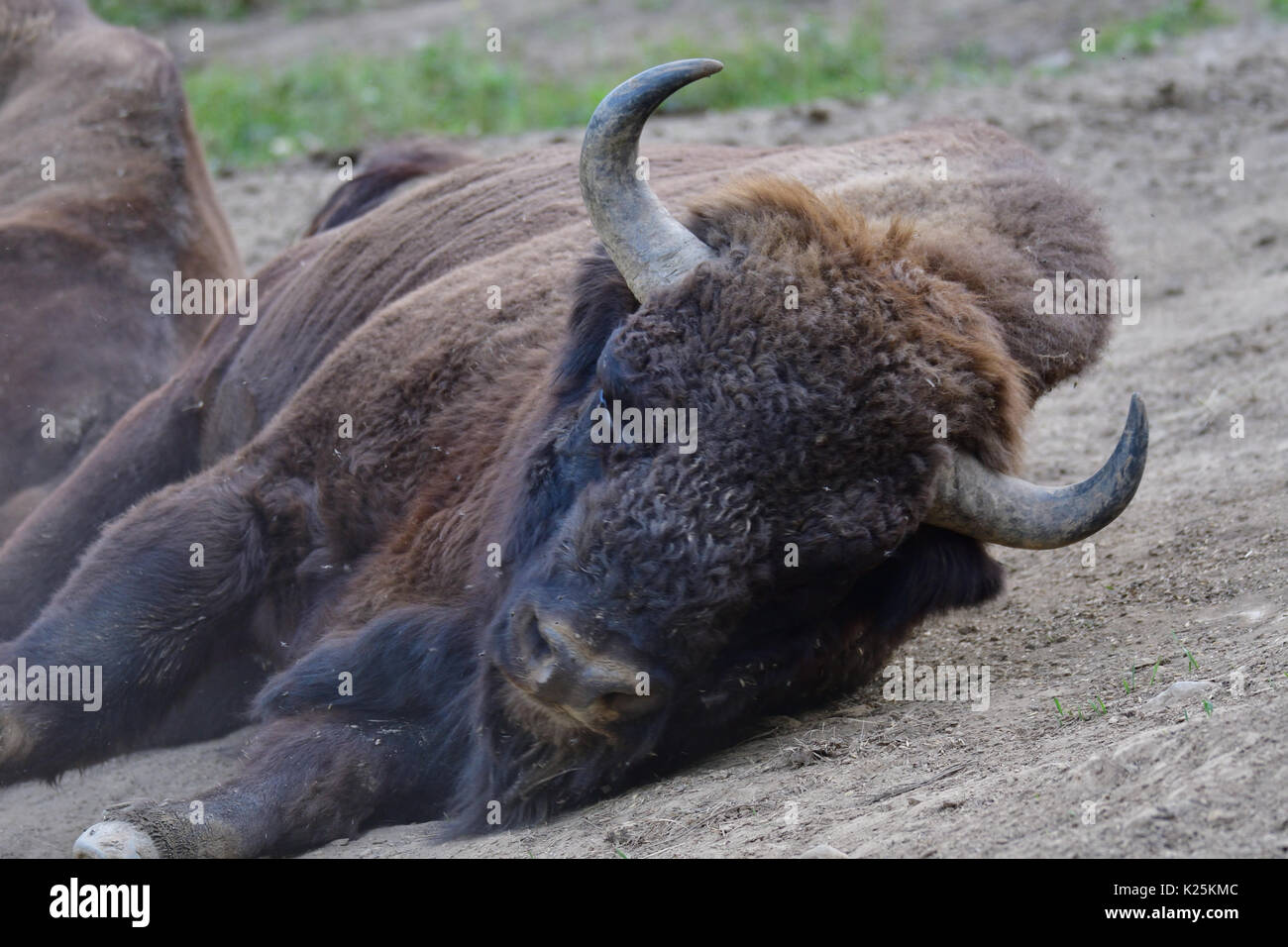 Eurpean bison on the forest sand European bison on the forest sand ...