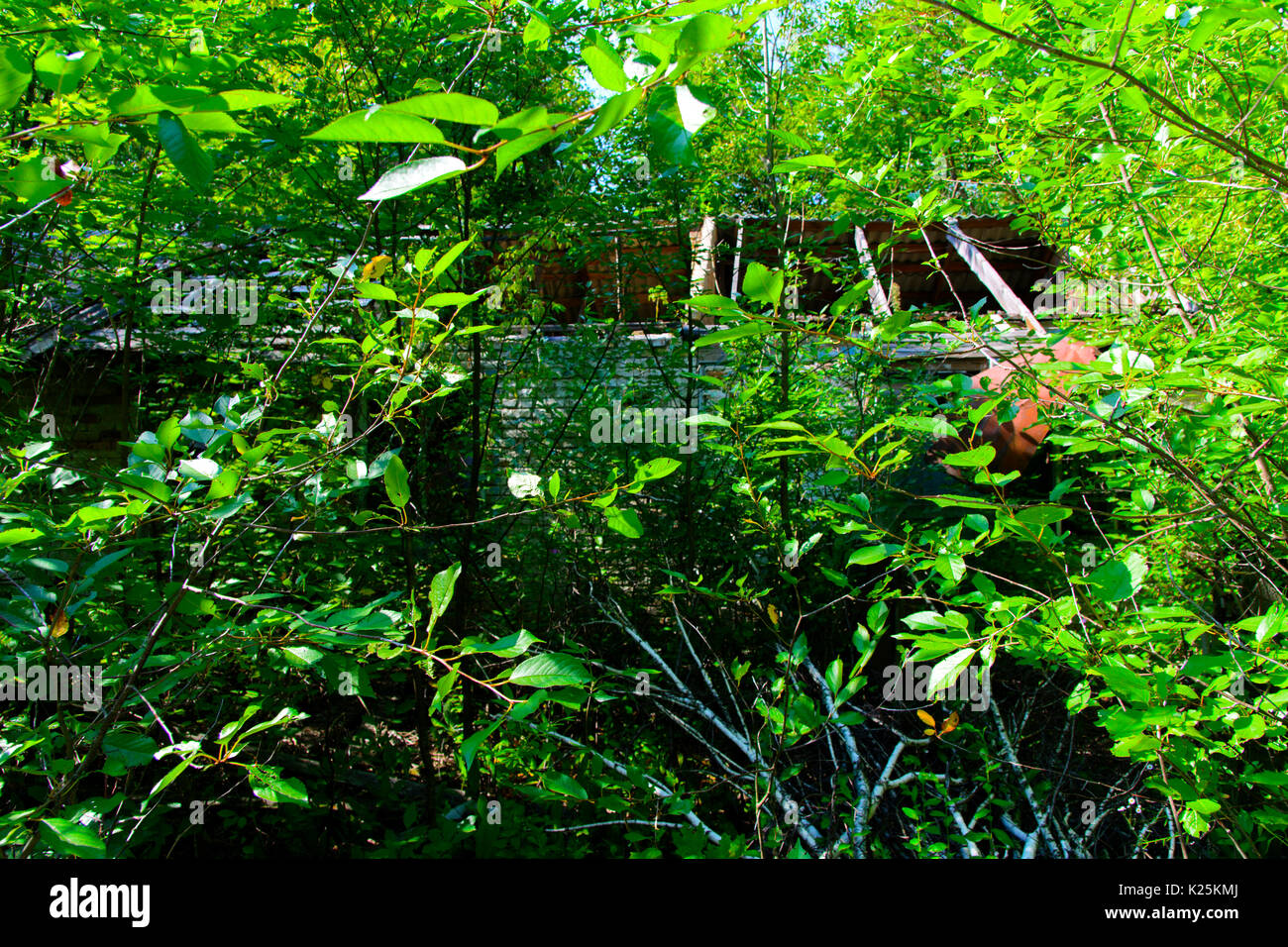 Destroyed houses in which people lived in a dead radioactive zone ...