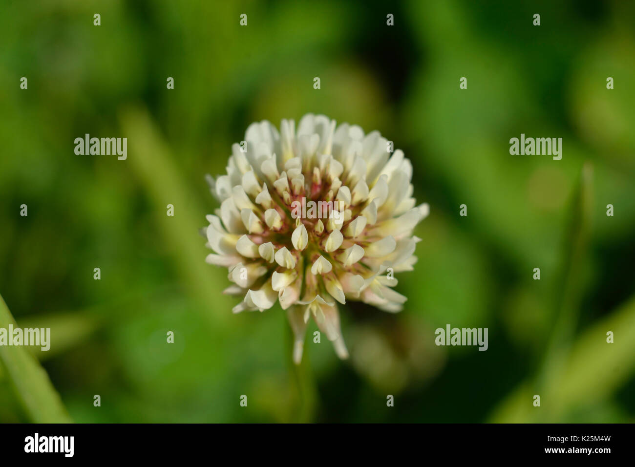 White clover flower Stock Photo - Alamy