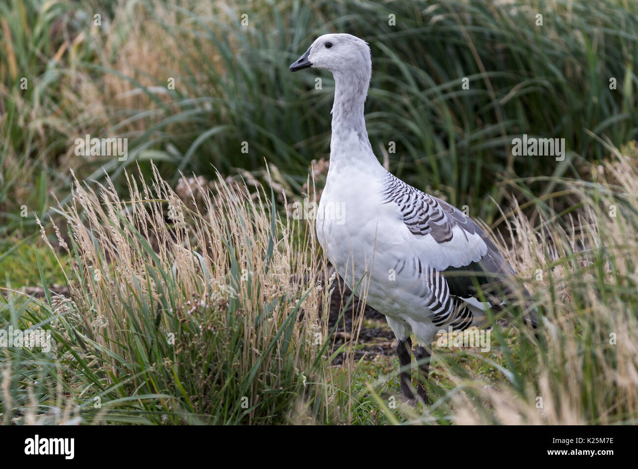Male Upland Goose Chloephaga picta Sealion Island Falklands Malvinas ...
