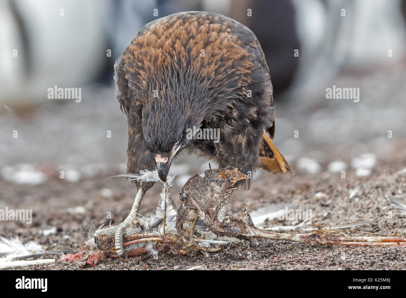 Juvenile Striated Caracara Phalcoboenus australis eating dead Kelp Gull ...