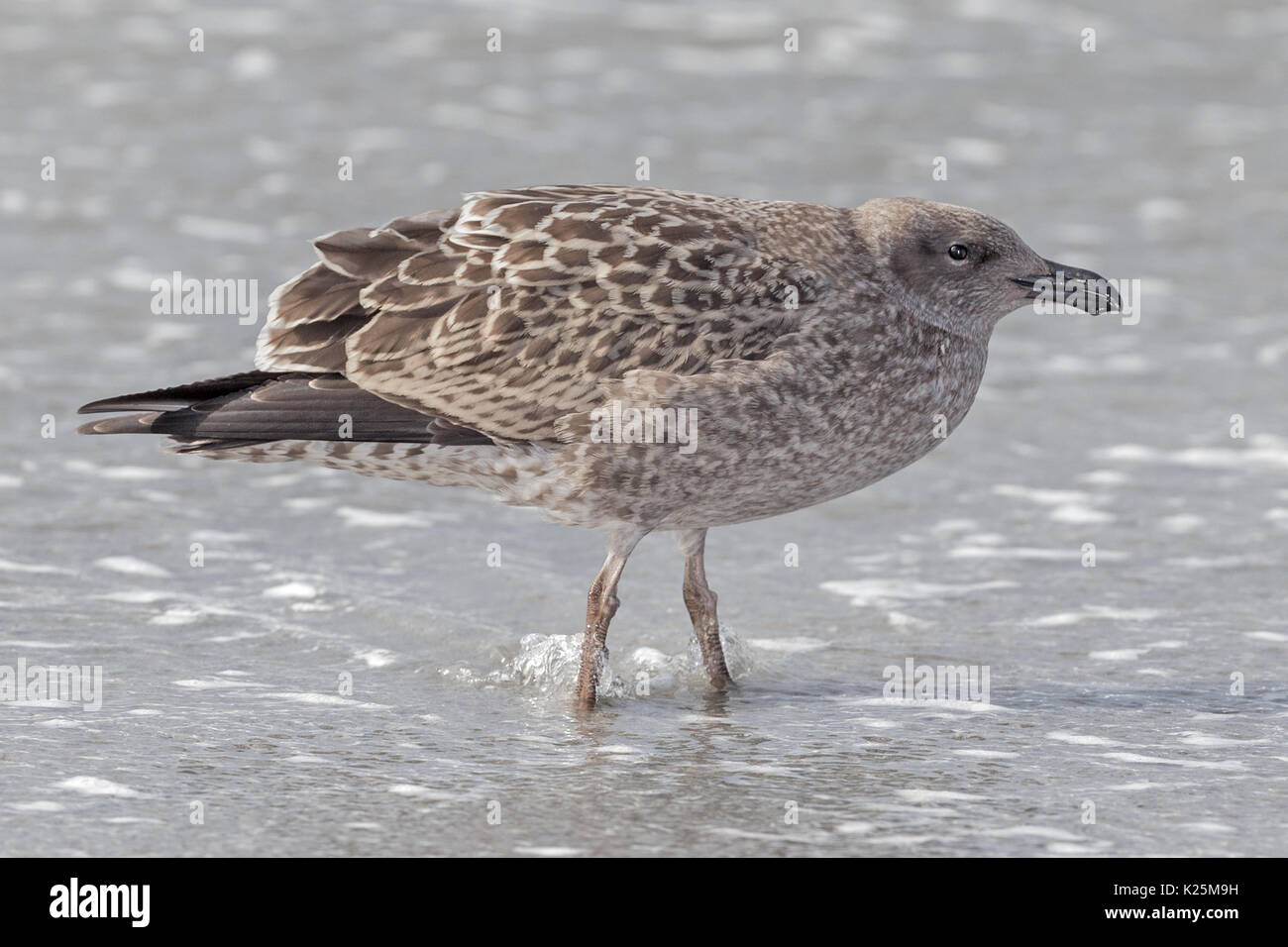 Juvenile kelp gull hi-res stock photography and images - Alamy