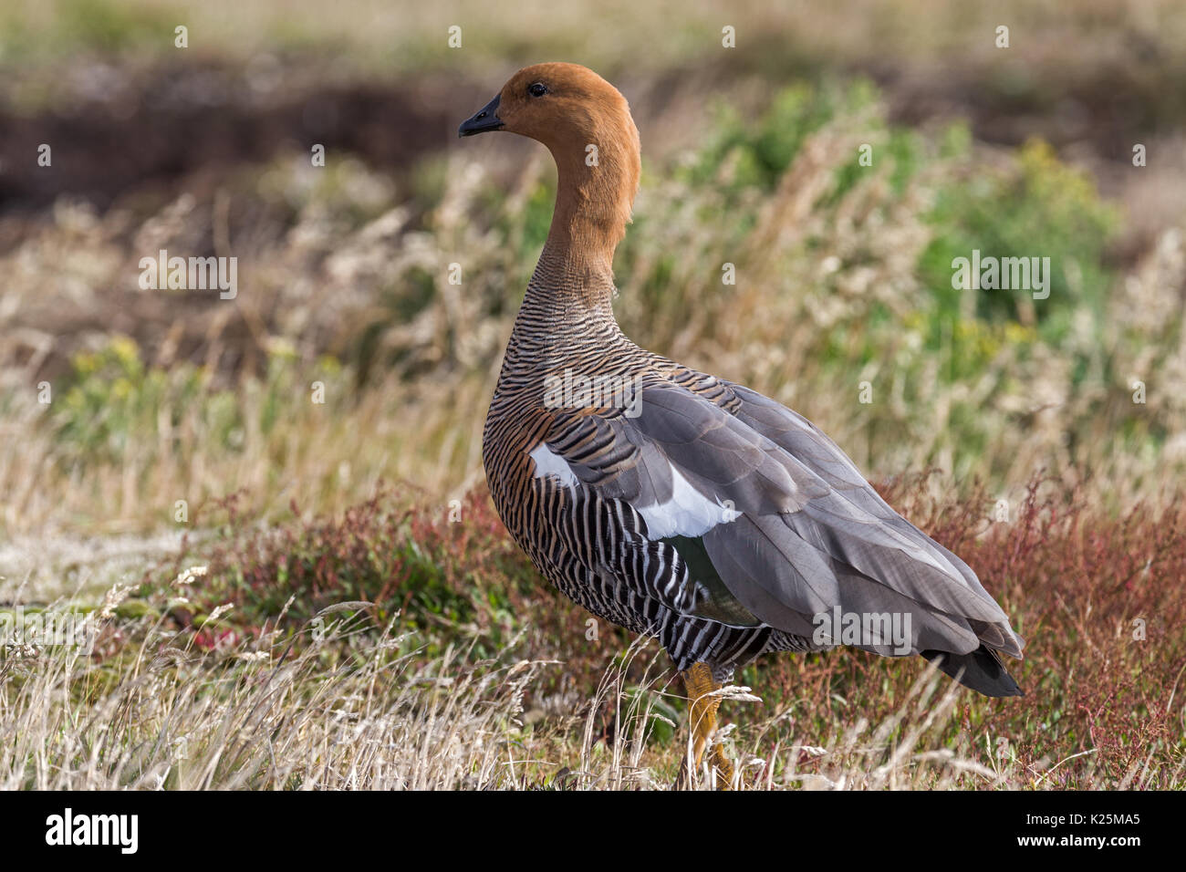 Female Upland Goose Chloephaga picta Sealion Island Falklands Malvinas ...