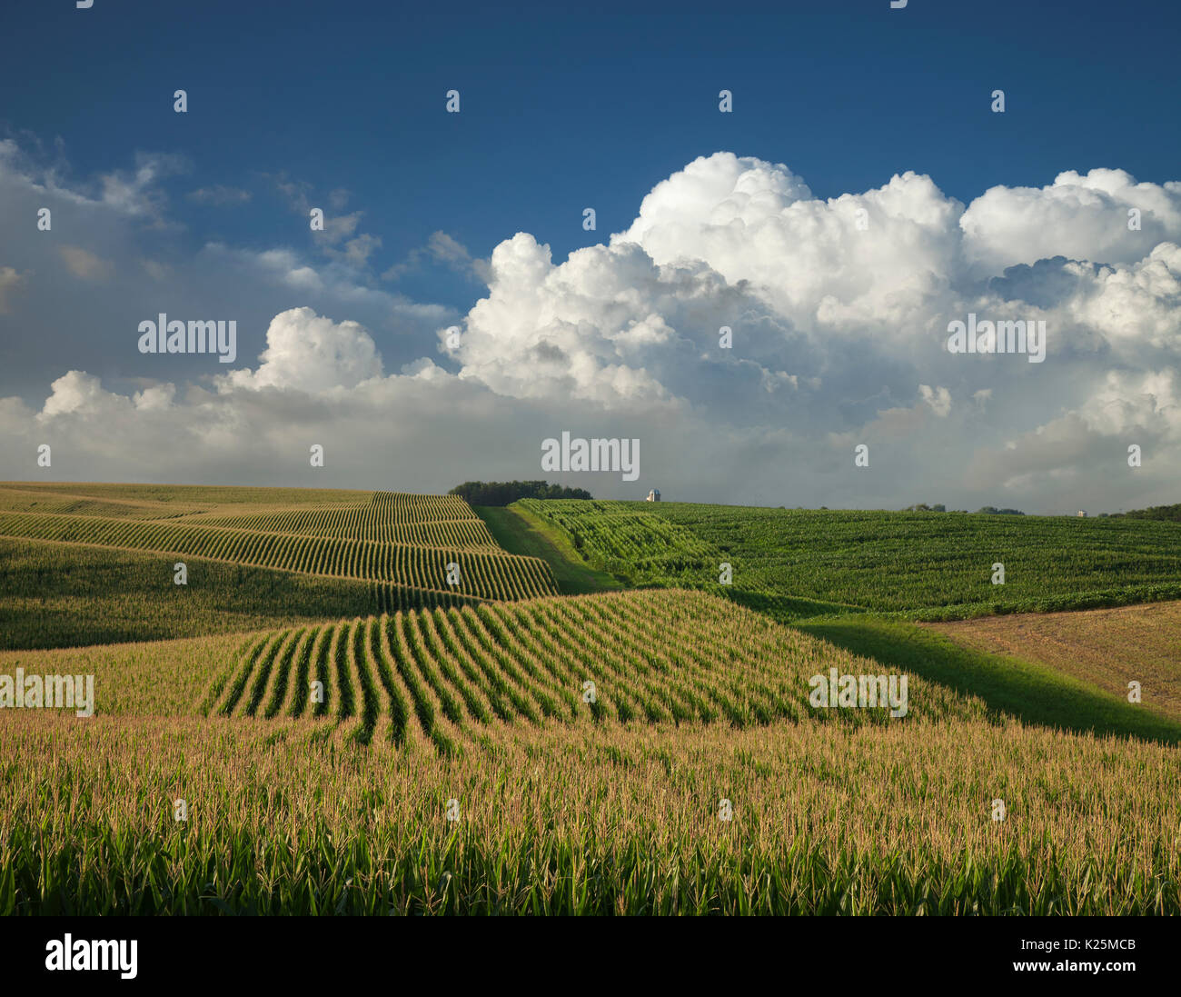 Corn and soybean fields in Minnesota below dramatic clouds in late ...